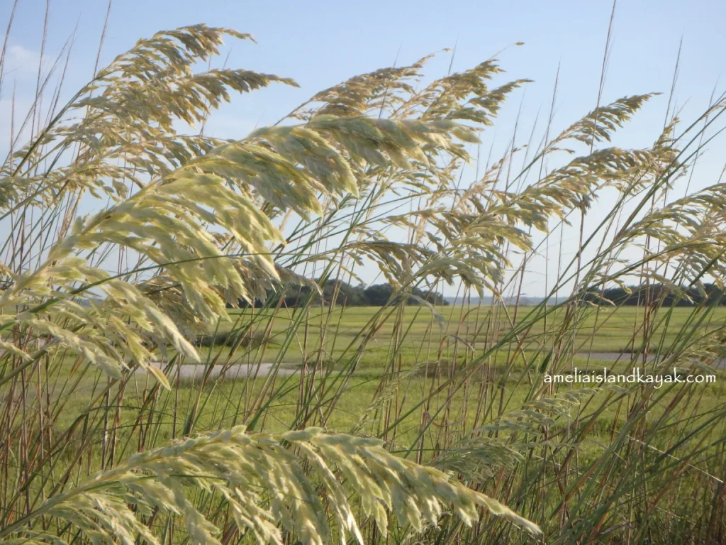 Amelia River Tour